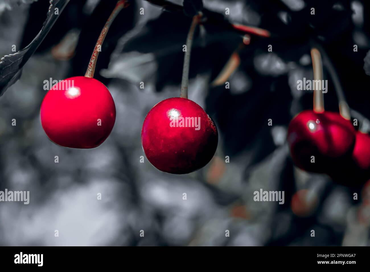 Red rich cherries on a branch. Very tasty and ripe. The variety of ...
