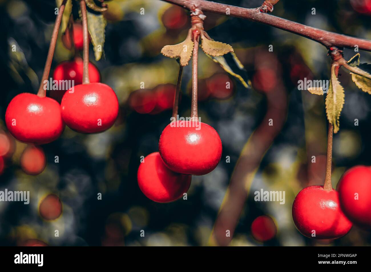 Red rich cherries on a branch. Very tasty and ripe. The variety of ...