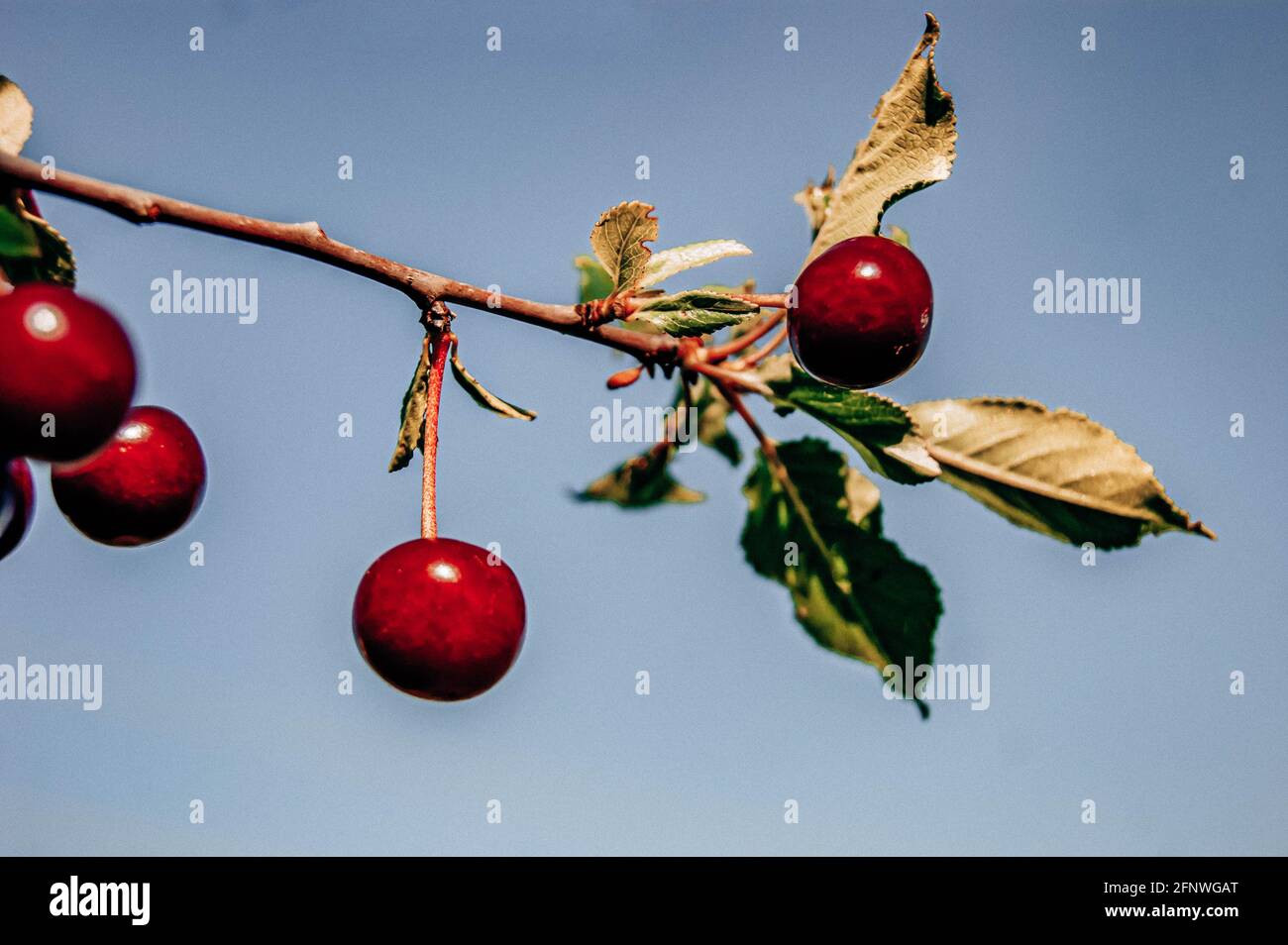 Red rich cherries on a branch. Very tasty and ripe. The variety of ...