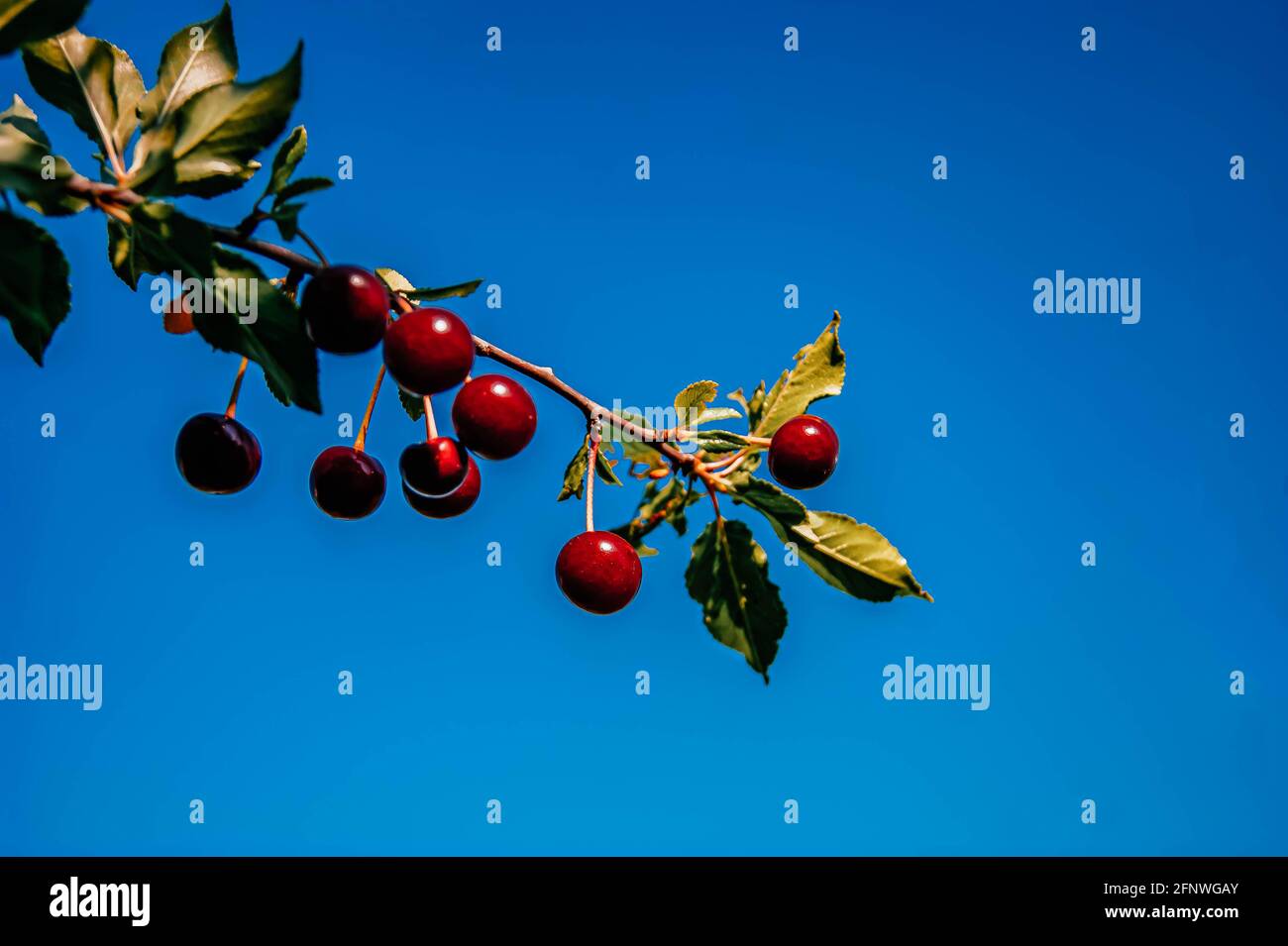 Red rich cherries on a branch. Very tasty and ripe. The variety of ...
