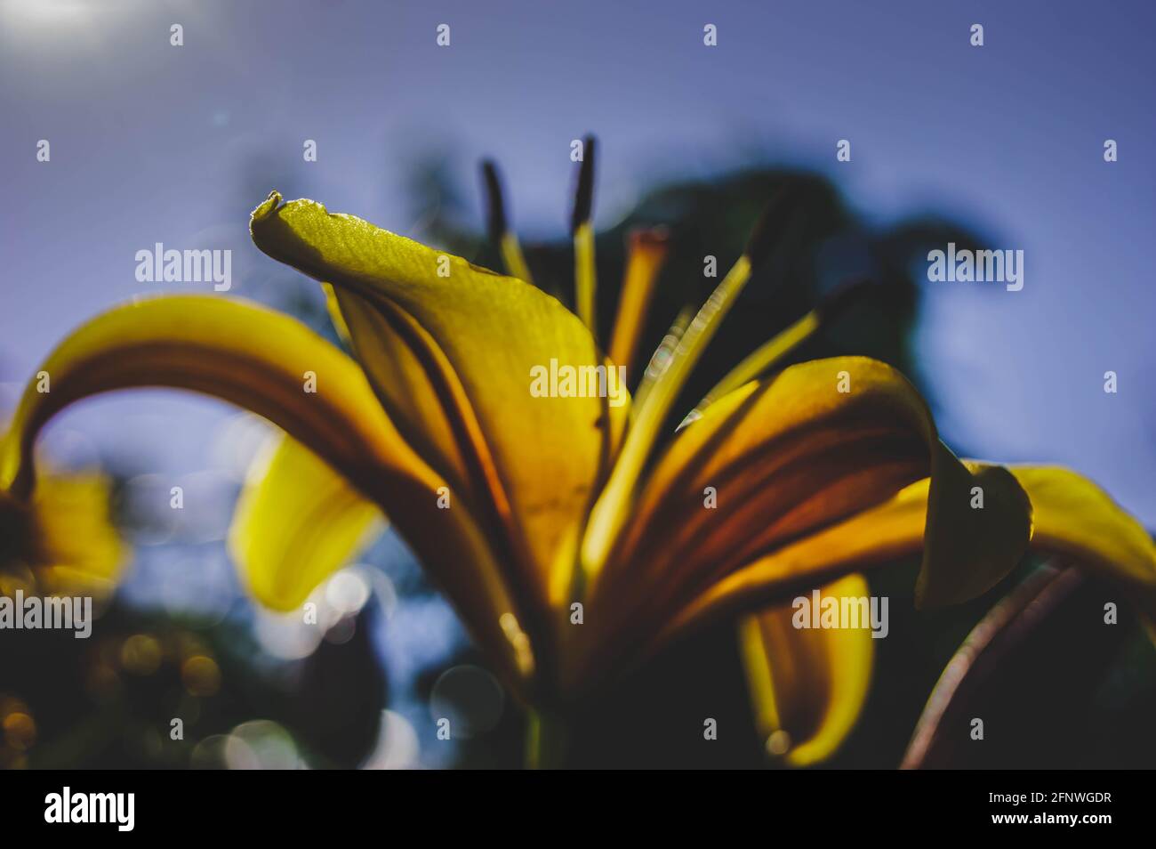 Beautiful and bright yellow lily. Sets the summer mood. A bright flower ...