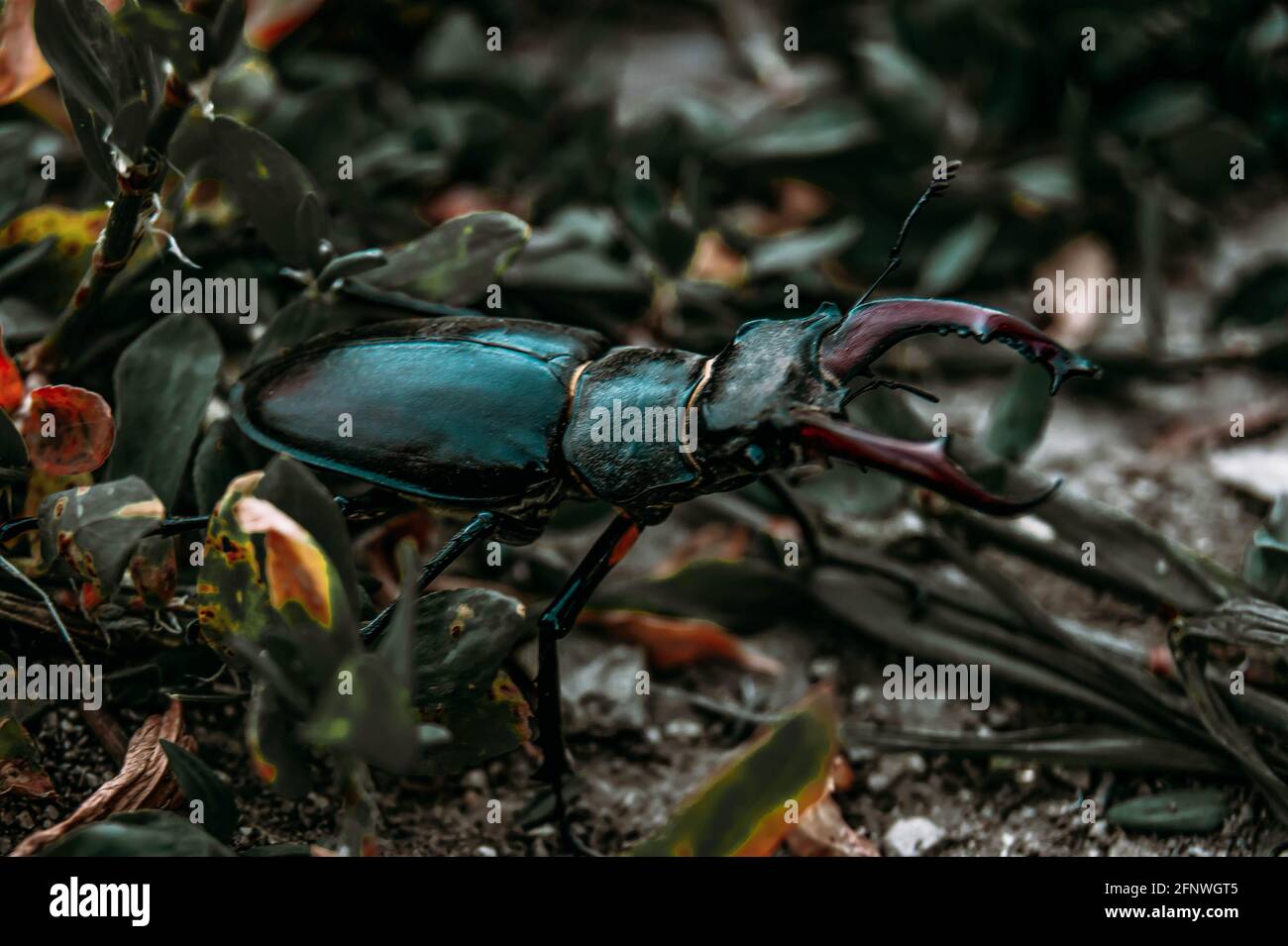 The stag beetle. A beetle in the red book. A very rare beetle. A beetle ...