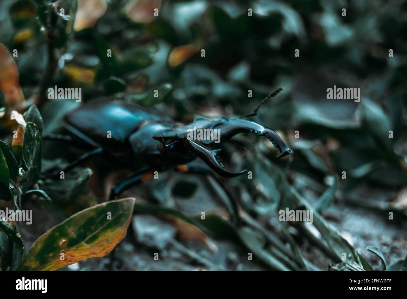 The stag beetle. A beetle in the red book. A very rare beetle. A beetle ...