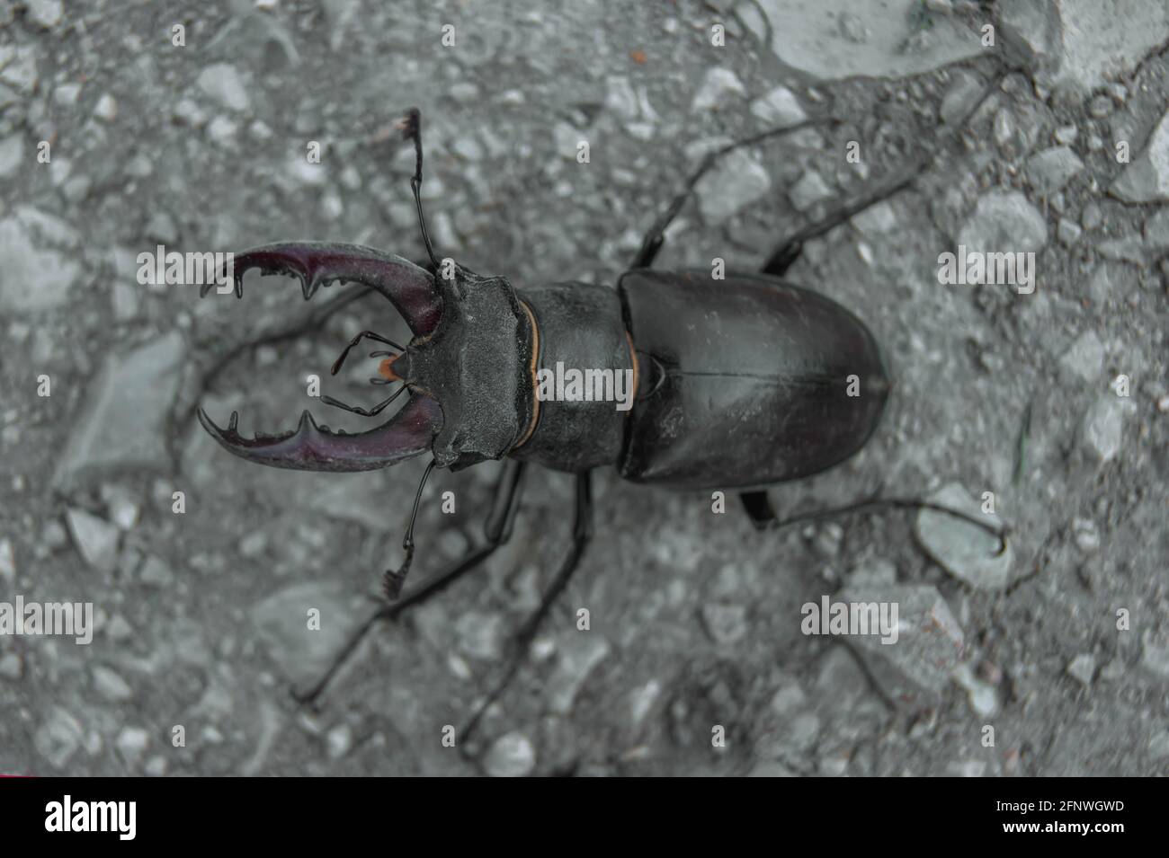 The stag beetle. A beetle in the red book. A very rare beetle. A beetle ...