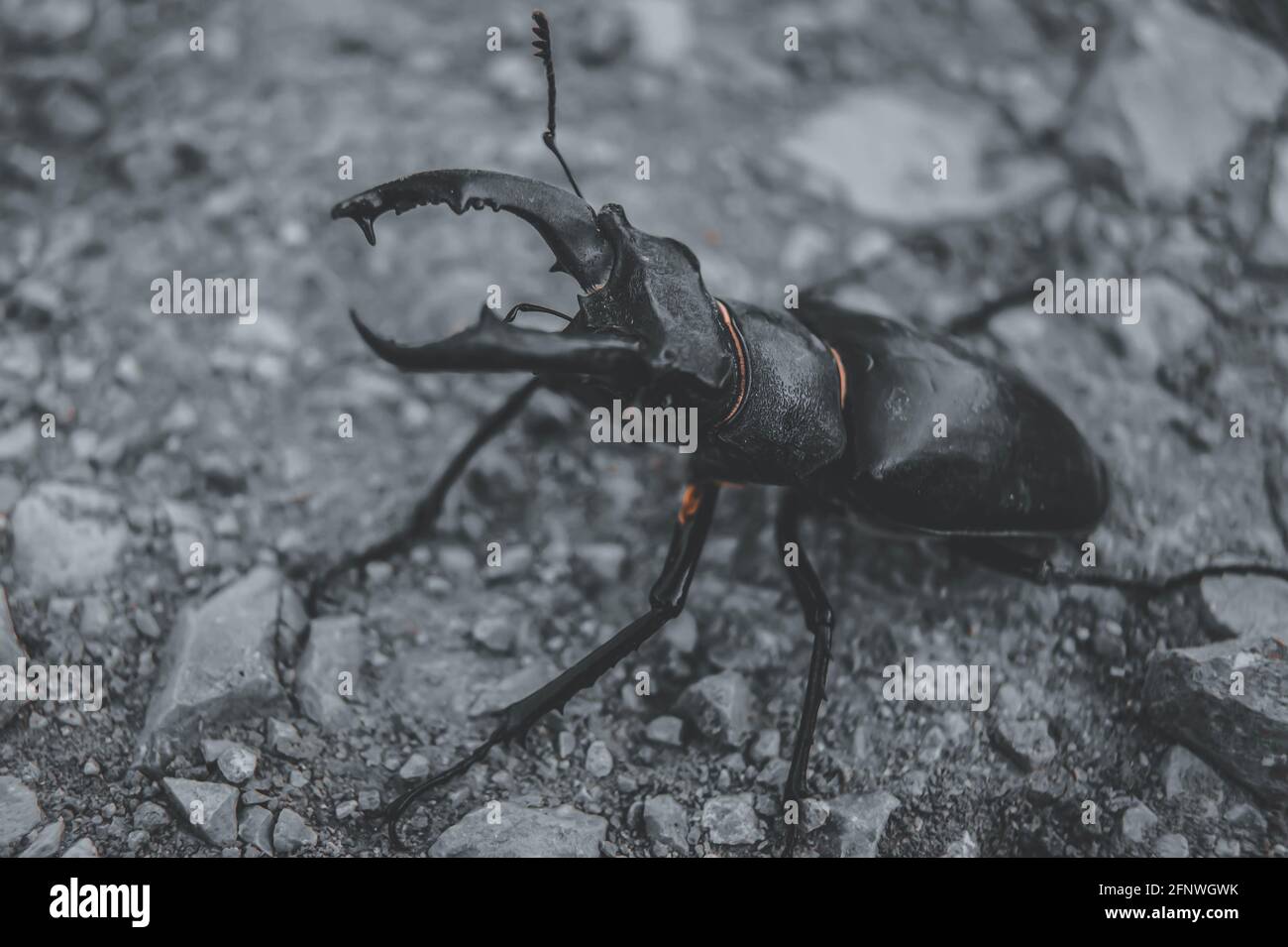 The stag beetle. A beetle in the red book. A very rare beetle. A beetle ...