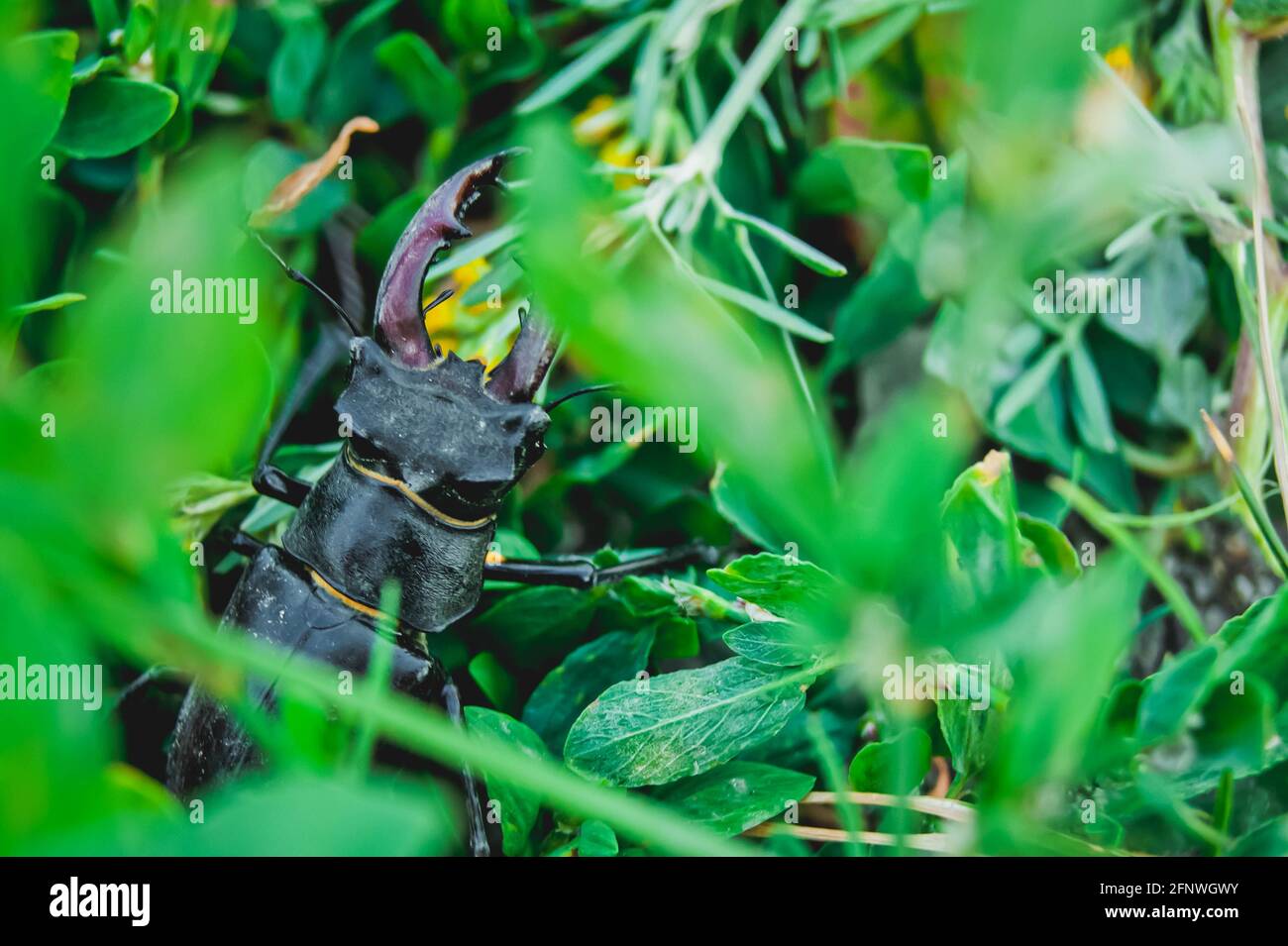 The stag beetle. A beetle in the red book. A very rare beetle. A beetle ...