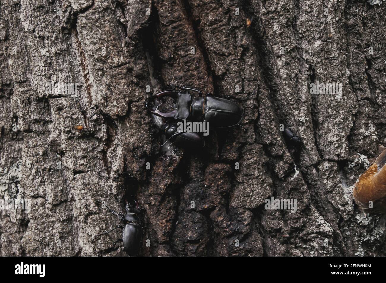 The stag beetle. A beetle in the red book. A very rare beetle. A beetle ...