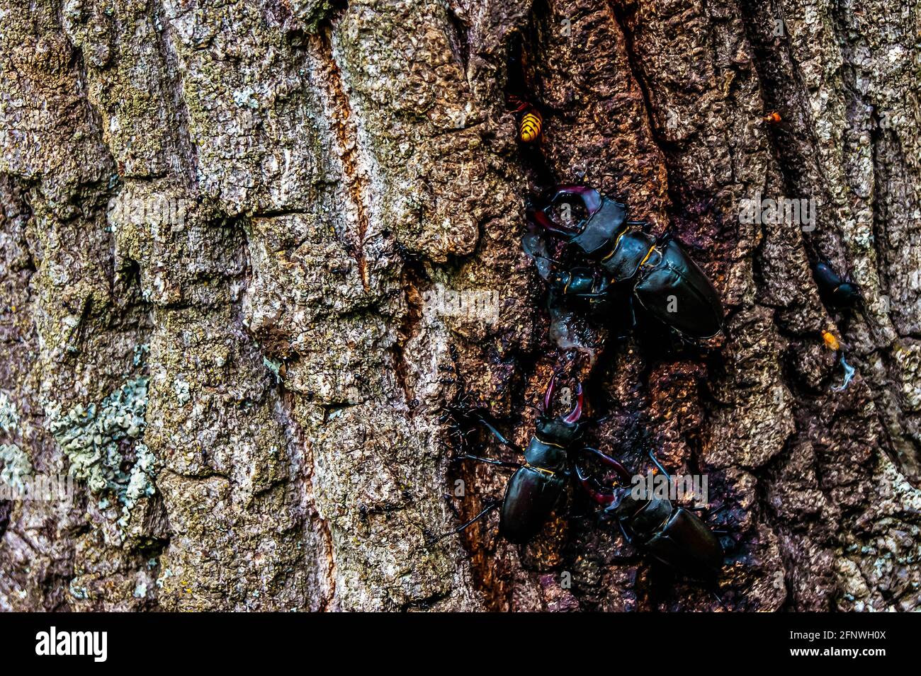 The stag beetle. A beetle in the red book. A very rare beetle. A beetle ...