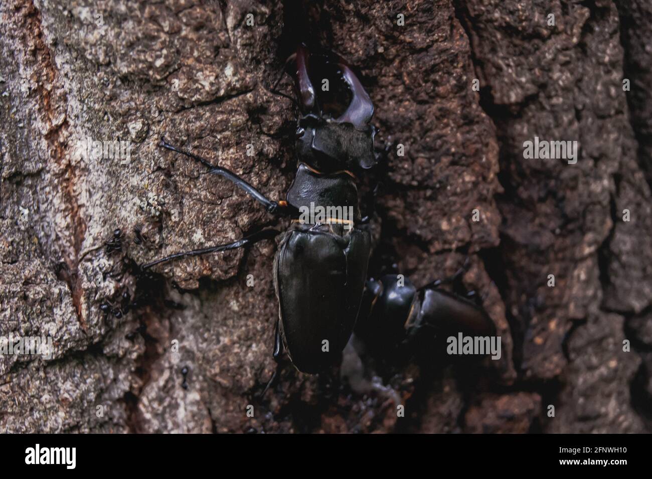 The stag beetle. A beetle in the red book. A very rare beetle. A beetle ...