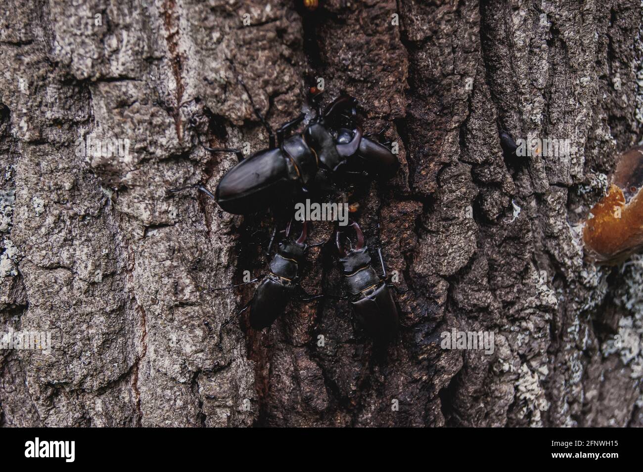 The stag beetle. A beetle in the red book. A very rare beetle. A beetle ...