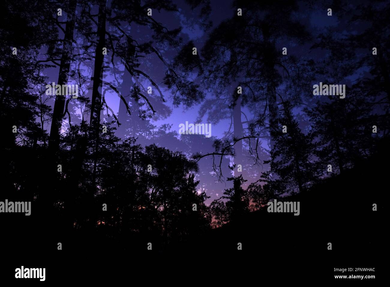 Double exposure, forest trees at dusk Stock Photo - Alamy