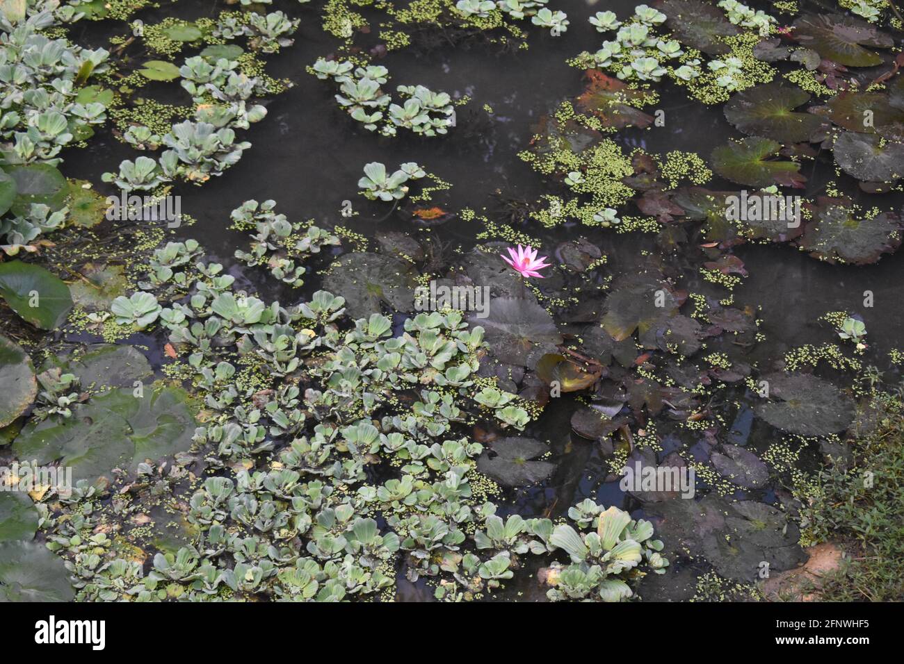 Pink lotus flowers grown in green dirty water with leaves all around in ...
