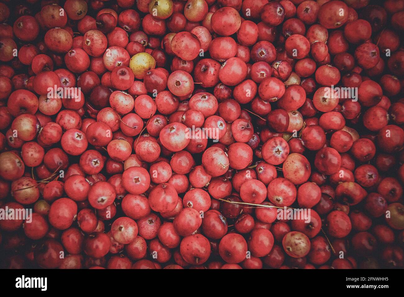 Cranberry background, berry texture. A lot of cranberries are scattered ...