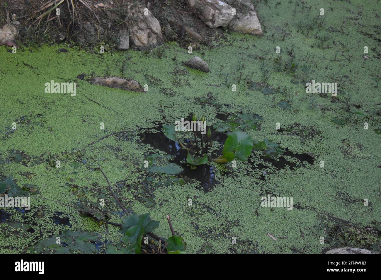 Pink lotus flowers grown in green dirty water with leaves all around in ...