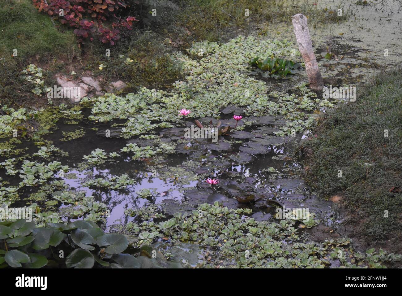 Pink lotus flowers grown in green dirty water with leaves all around in ...