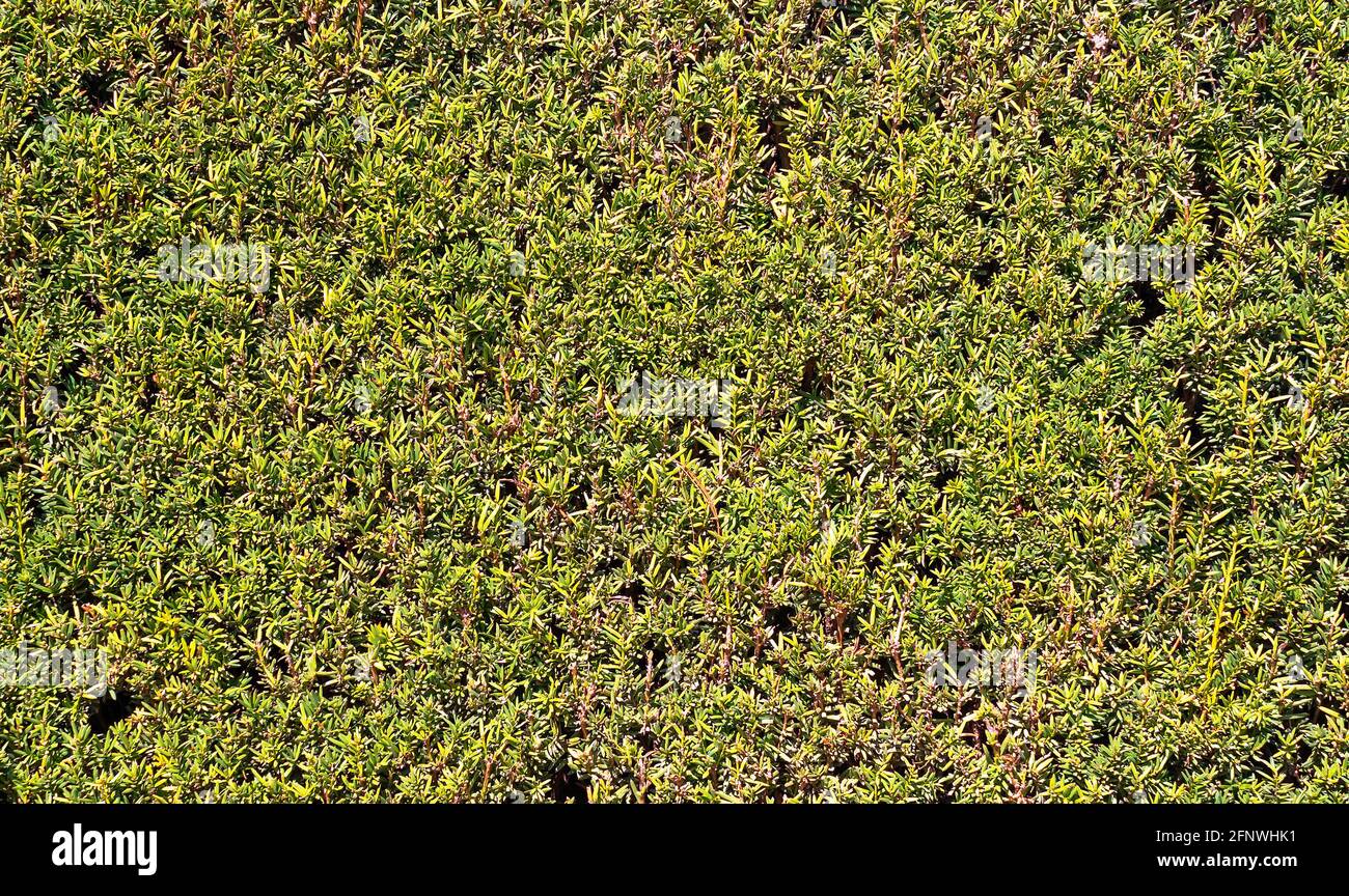 green hedge, close up view, texture background Stock Photo - Alamy
