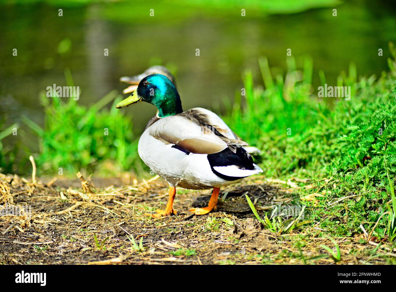 Ducks walking away Stock Photo - Alamy