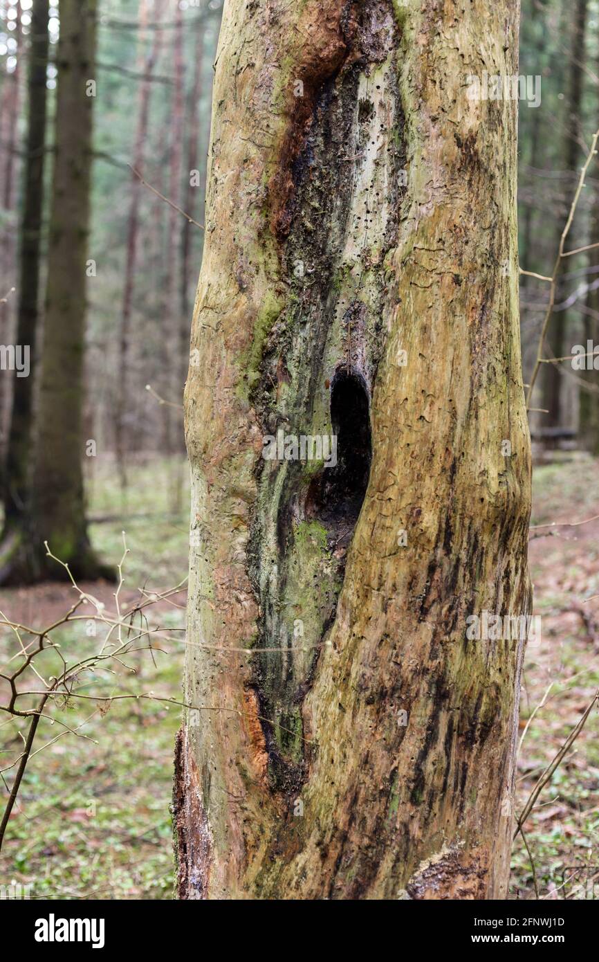Hollow inside a dead tree in the forest Stock Photo - Alamy