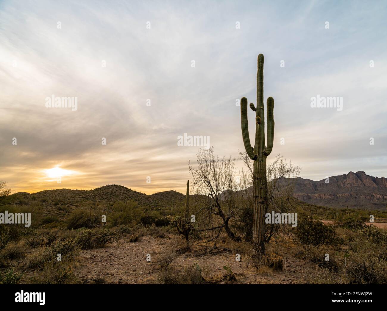 Saguaro cactus near phoenix hi-res stock photography and images - Alamy