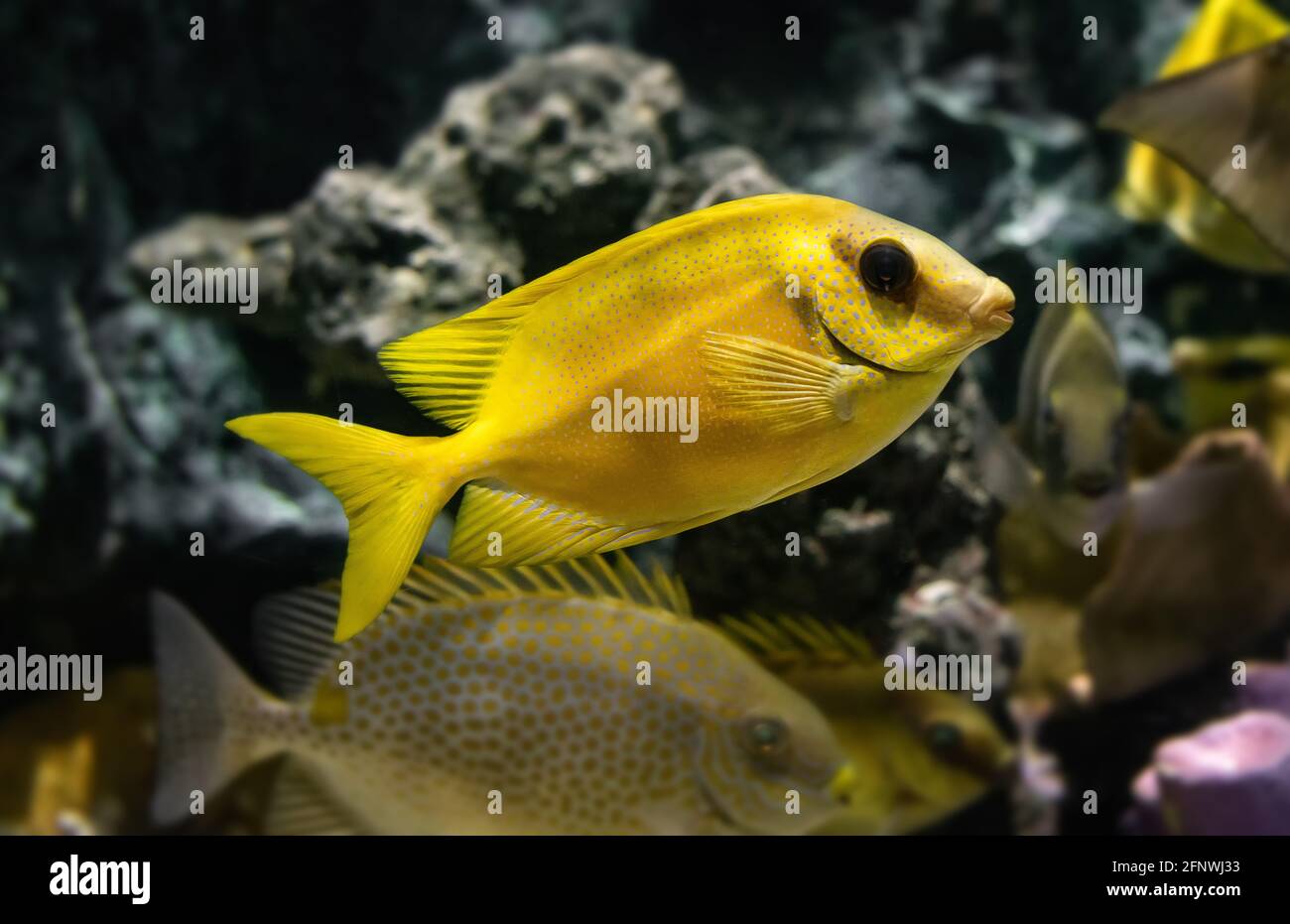 Live Java rabbitfish swimming in the aquarium tank with low lighting ...