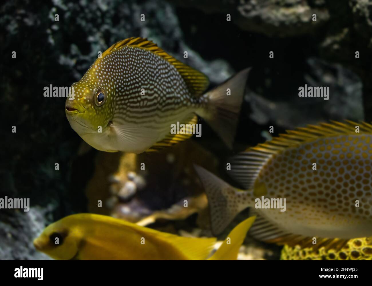 Live Java rabbitfish swimming in the aquarium tank with low lighting ...
