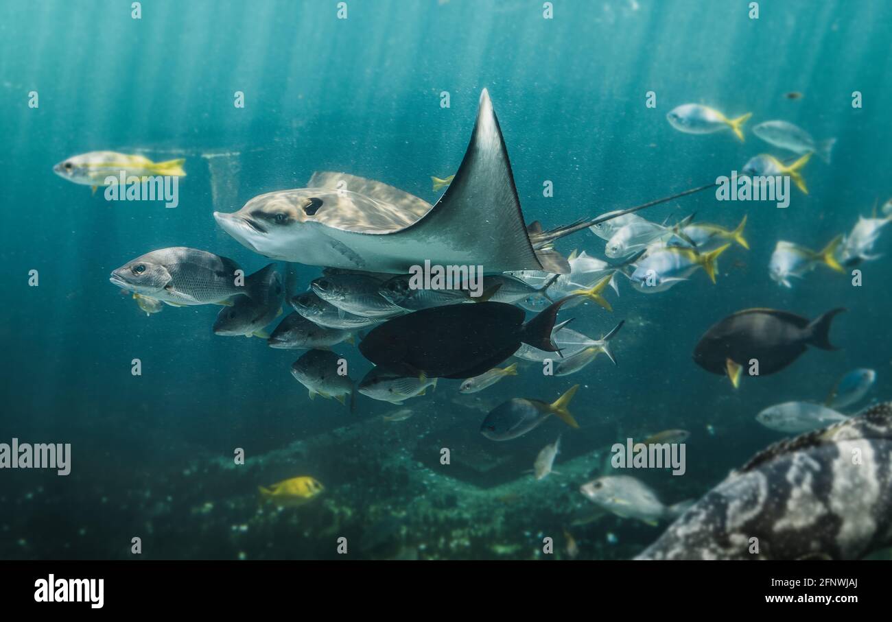 Live Eagle ray and small fishes group swimming in the aquarium tank ...