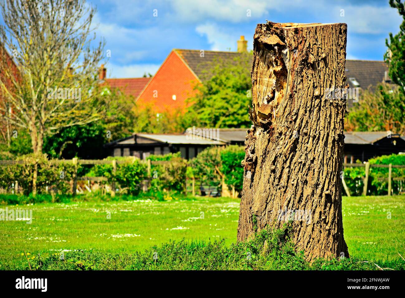 Cut down tree trunk Stock Photo - Alamy