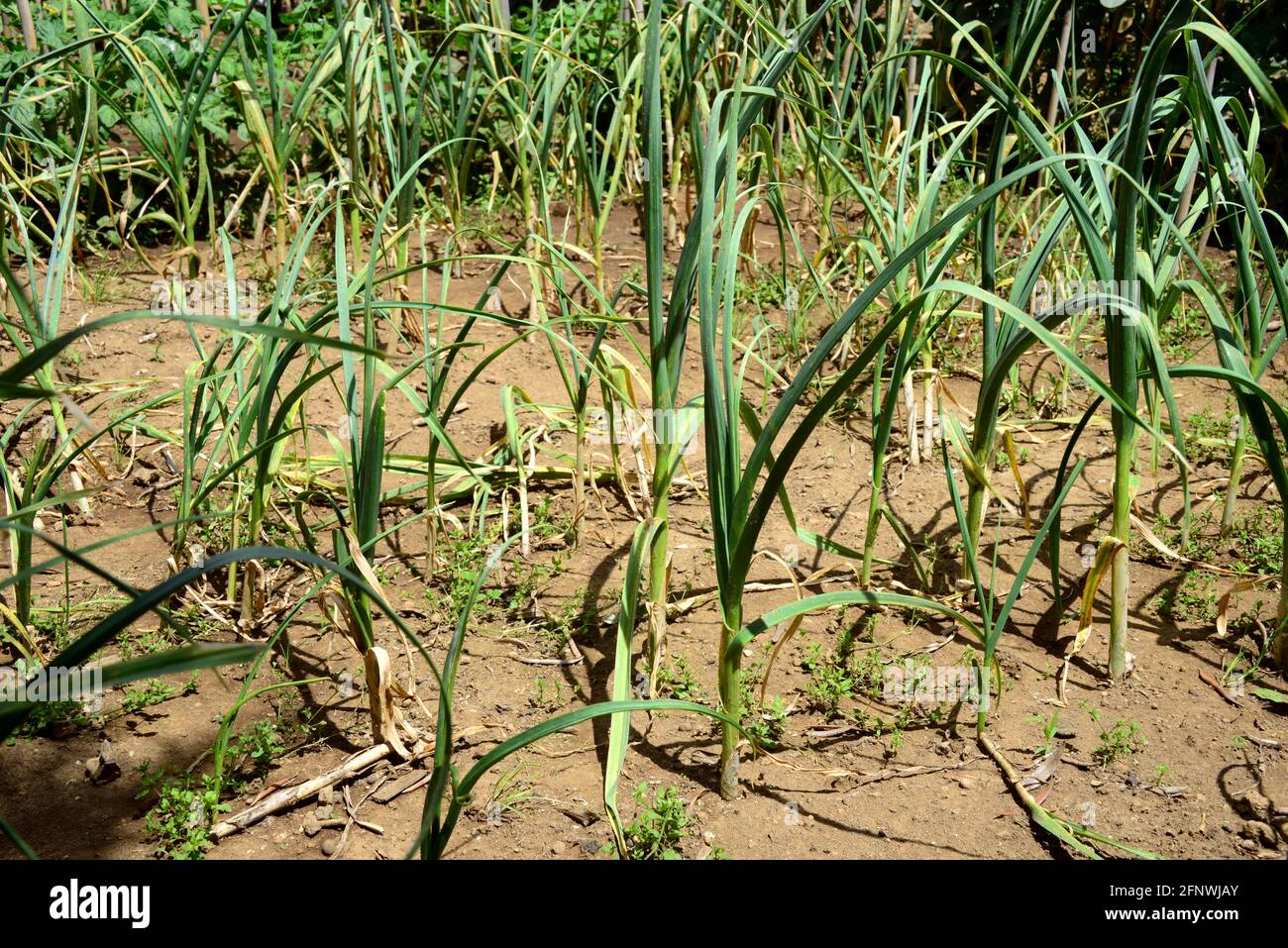 Bulbous plant root hi-res stock photography and images - Alamy