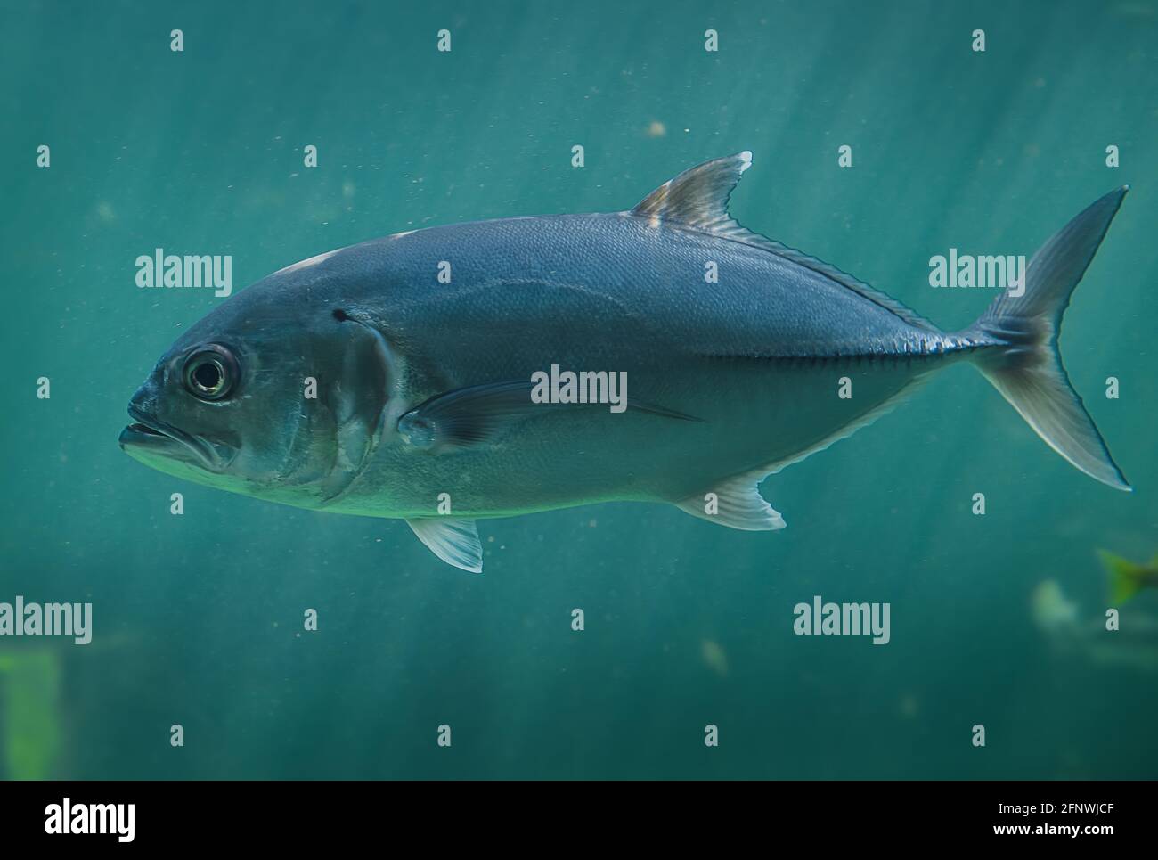 Live Jacks or Trevallies fish swimming in the aquarium tank with low ...