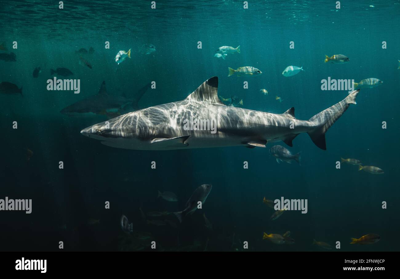 Blacktip reefs shark swimming in deep and dark green water with sun ...