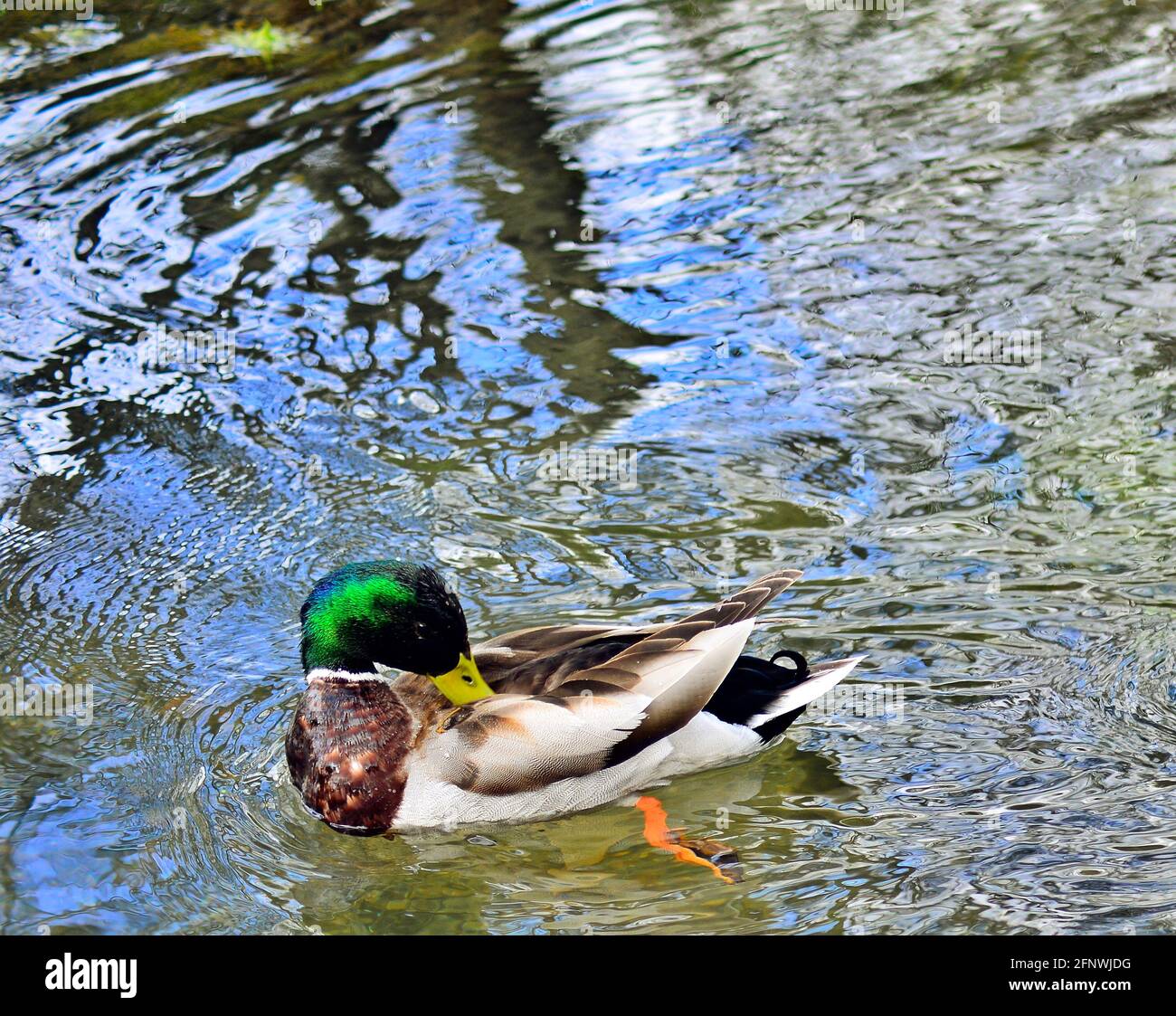 Duck in water Stock Photo - Alamy