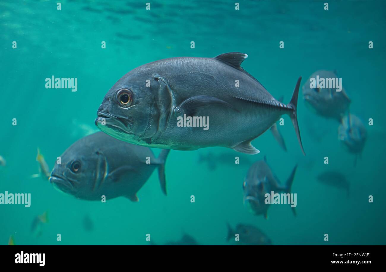 Live Jacks or Trevallies fish swimming in the aquarium tank with low ...