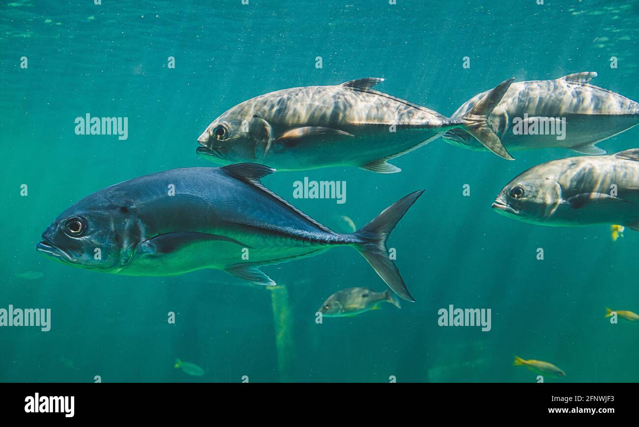 Live Jacks or Trevallies fish swimming in the aquarium tank with low ...