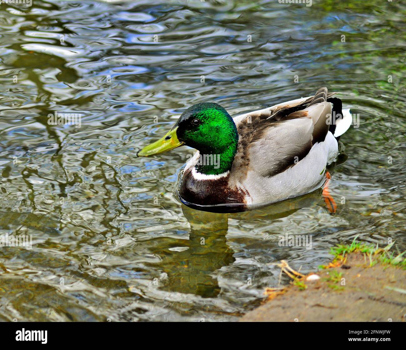 Duck eating plants hi-res stock photography and images - Alamy