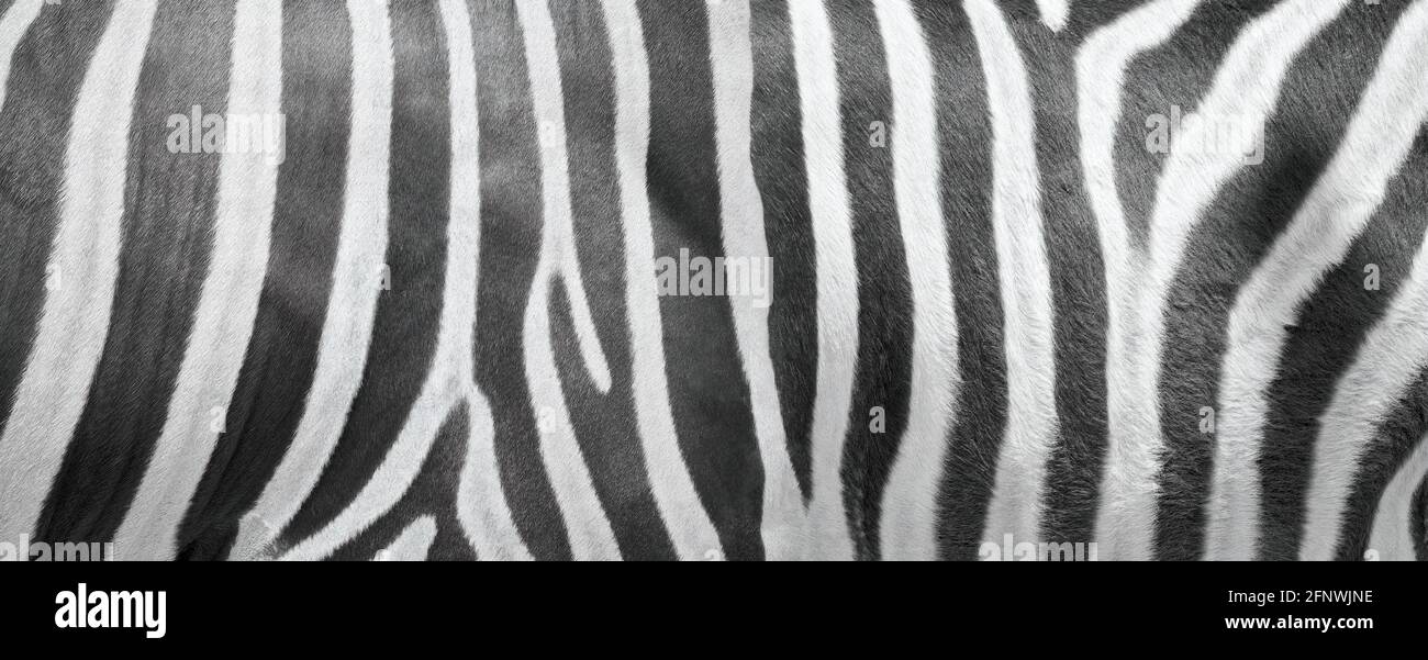 Zebra leather hi-res stock photography and images - Alamy
