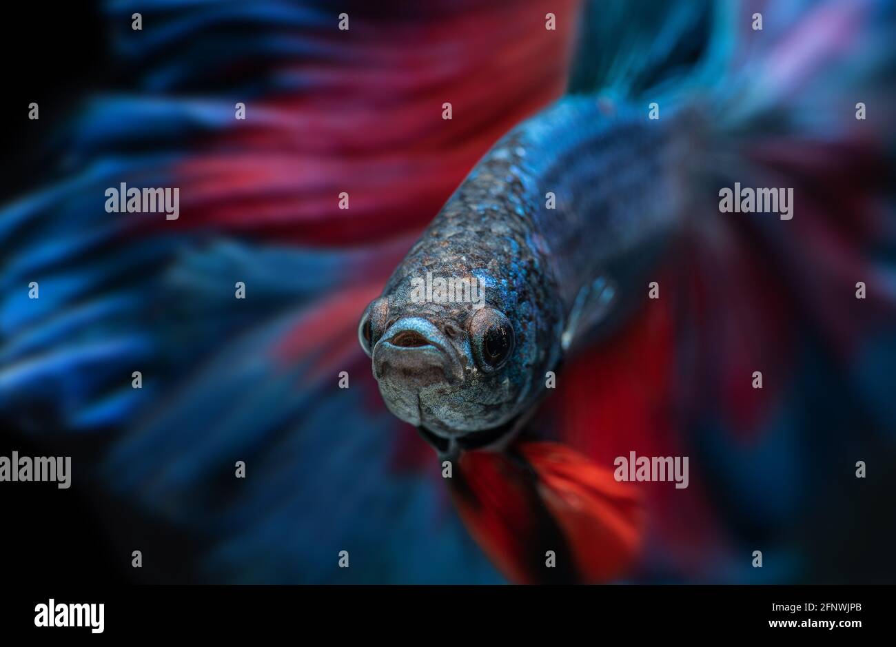 Blue and red betta fish or Siamese fighting fish with black background ...