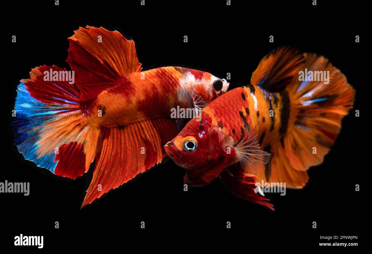 Fancy nemo betta fish or Siamese fighting fish with black background ...