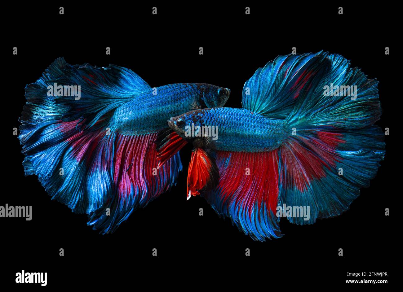 Blue And Red Betta Fish