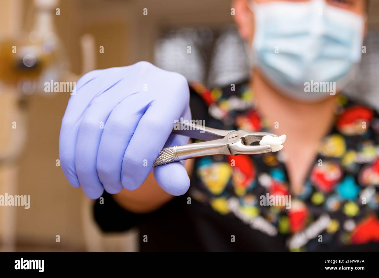 Pulled tooth in the metallic forceps and little blood on tooth. Dentist ...