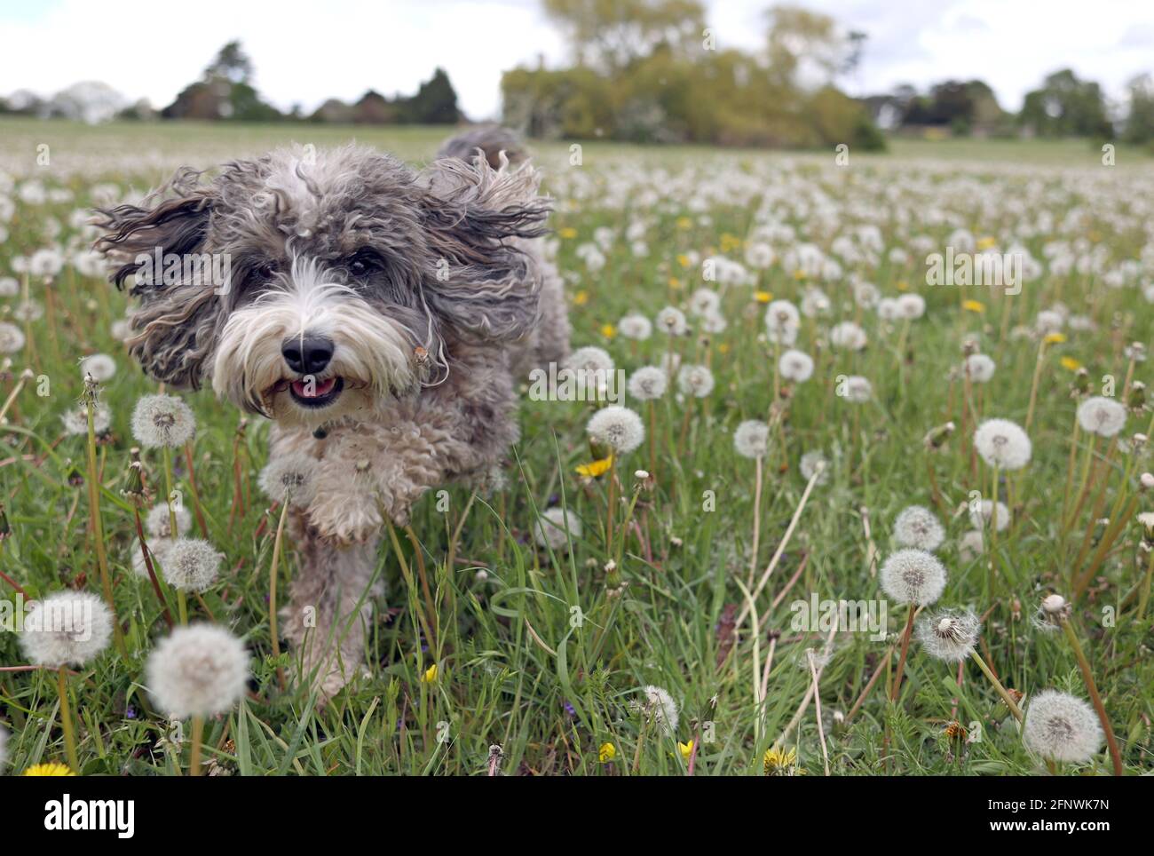 Cookie the cockapoo dog out for a morning walk amongst dandelion clocks ...