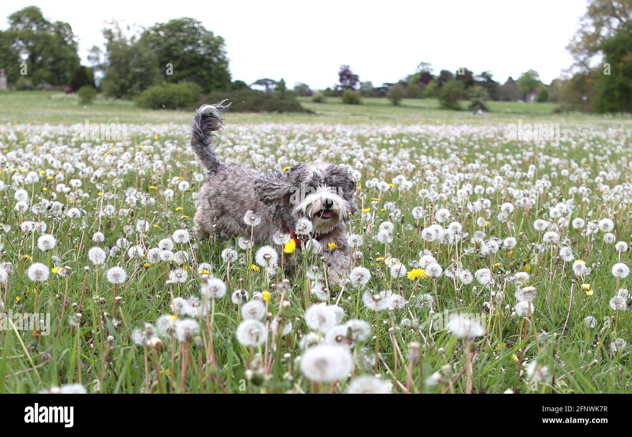 Cookie the cockapoo dog out for a morning walk amongst dandelion clocks ...