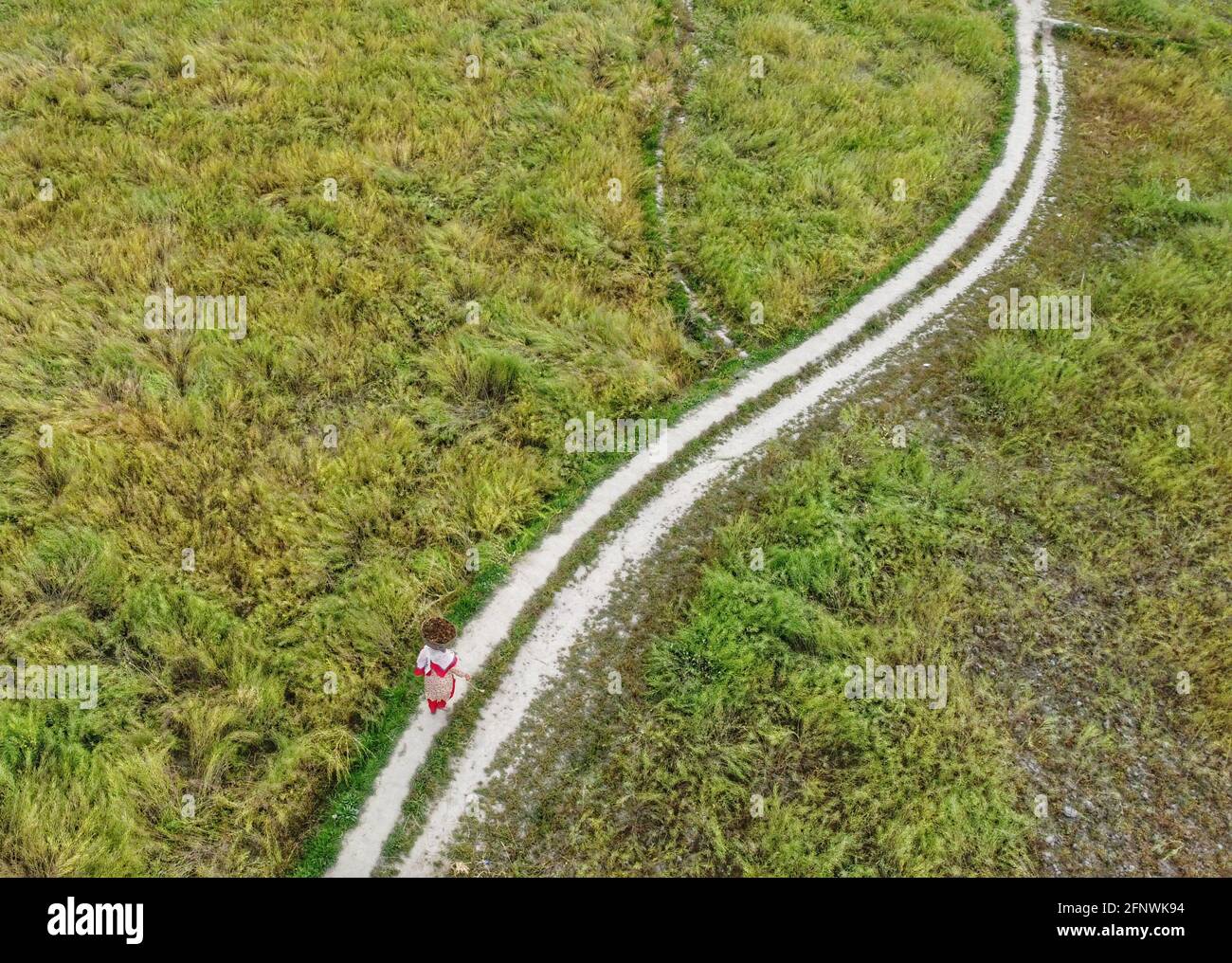 Kashmiri women walking through Mustard field with basket on her head in ...