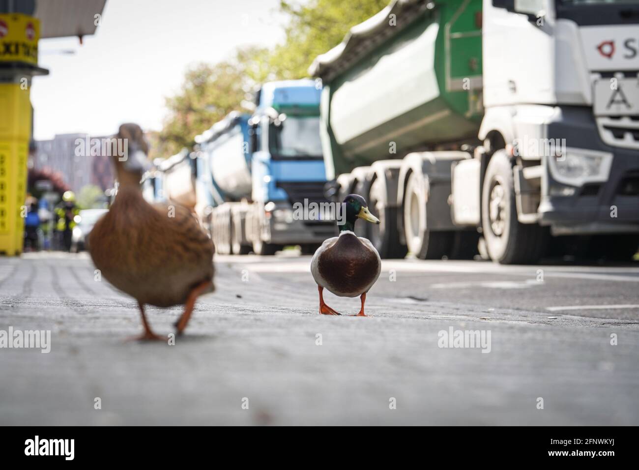 500 ducks hi-res stock photography and images - Alamy