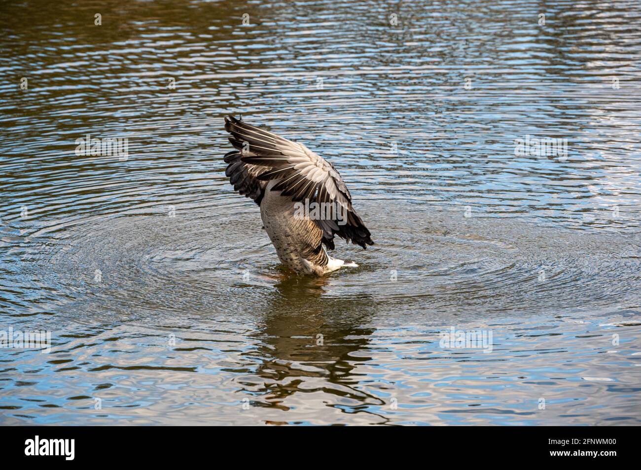Funny, hit in the face with own wing as greylag goose, anser anser ...