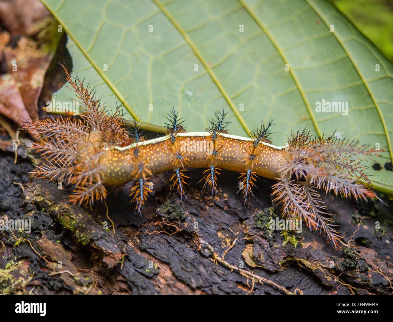 A beautiful and dangerous bug called 'Bayuca' living in the Amazon ...