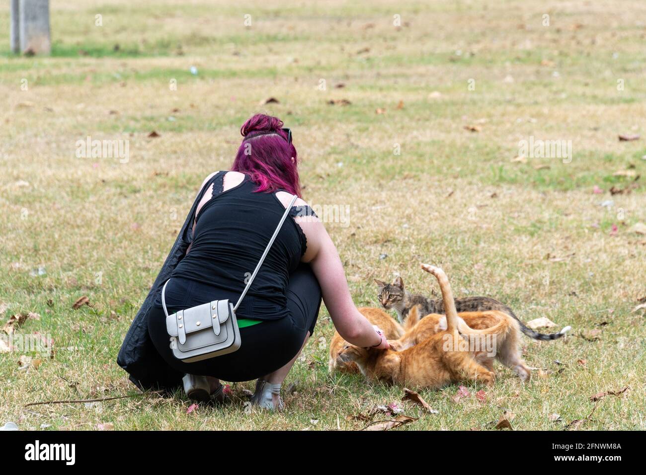 Cuban cats hi-res stock photography and images - Alamy