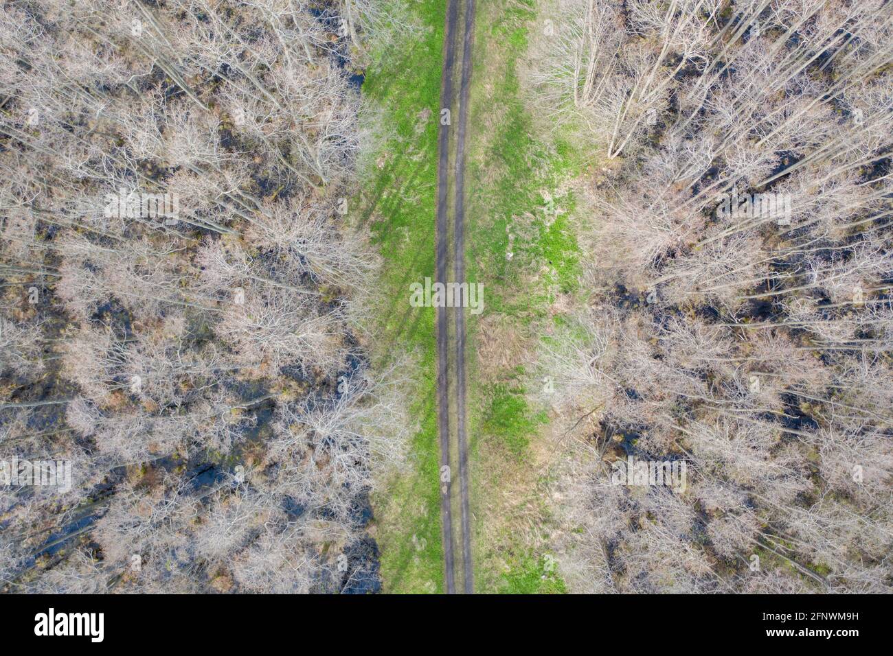 Aerial top down view of dirt road going through wet forest. Leafless ...