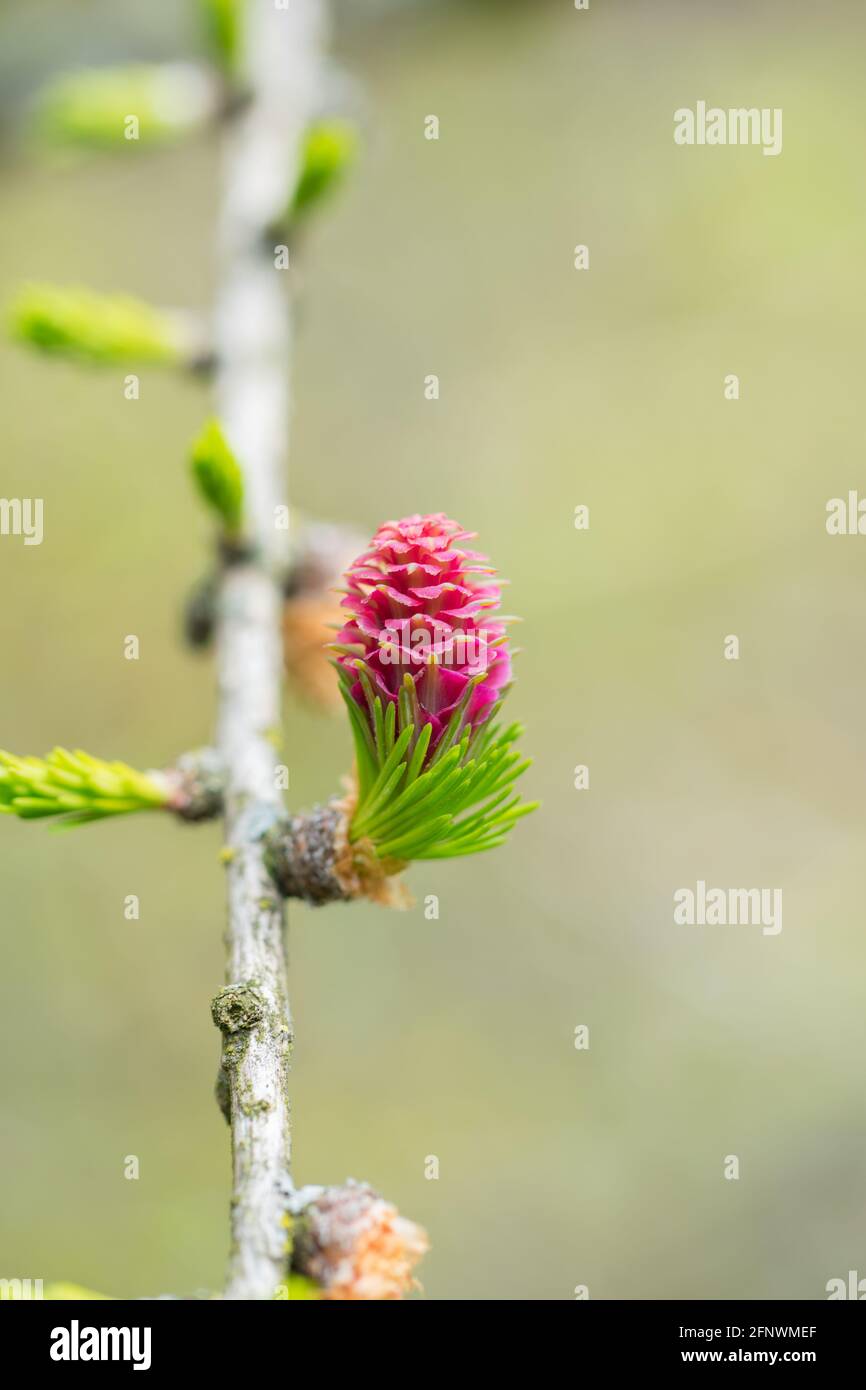 Red blooming cone of european larch tree (Larix decidua) on a branch ...