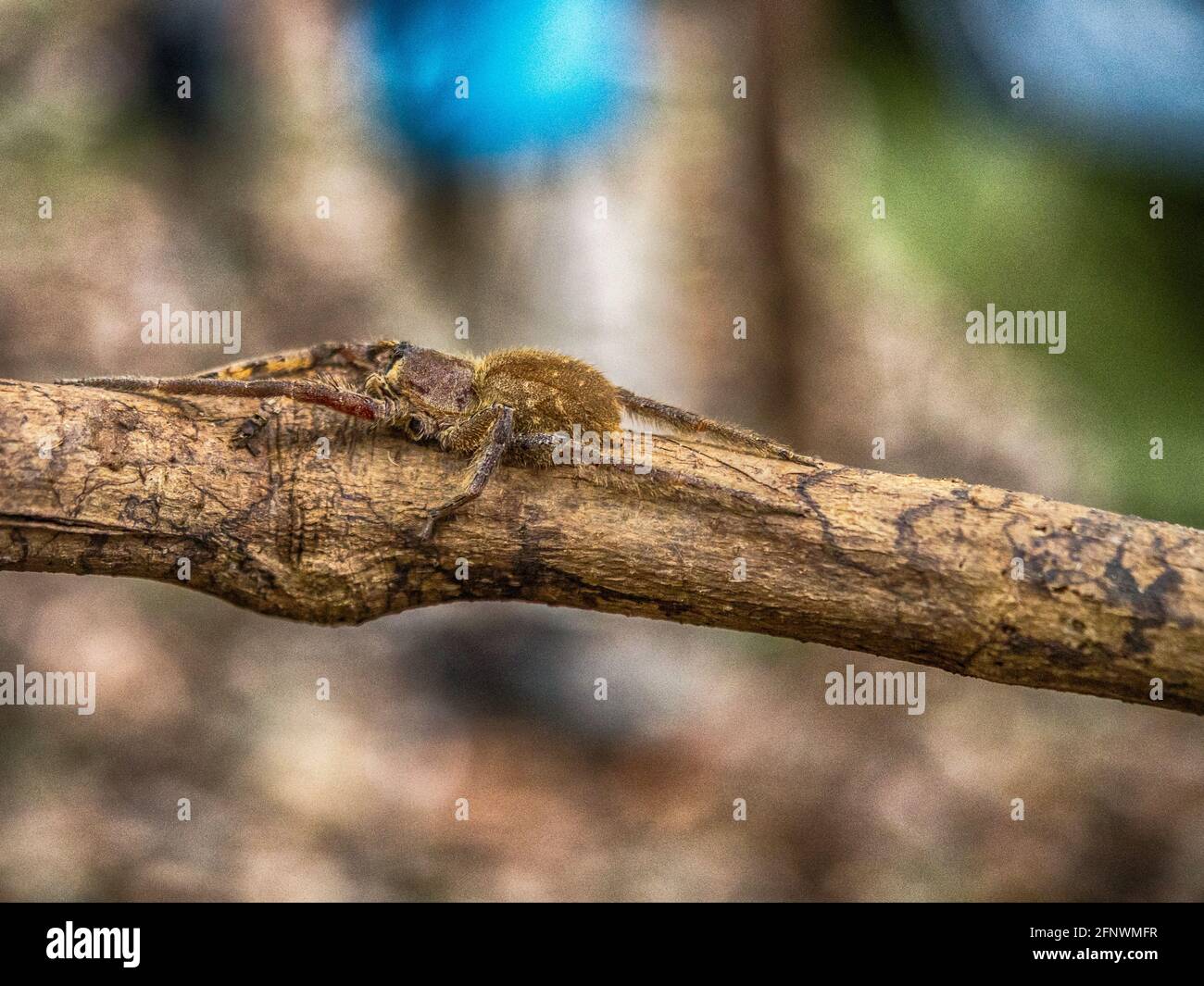 The Amazon spider is hiding on a stick in the Amazon rainforest Stock ...