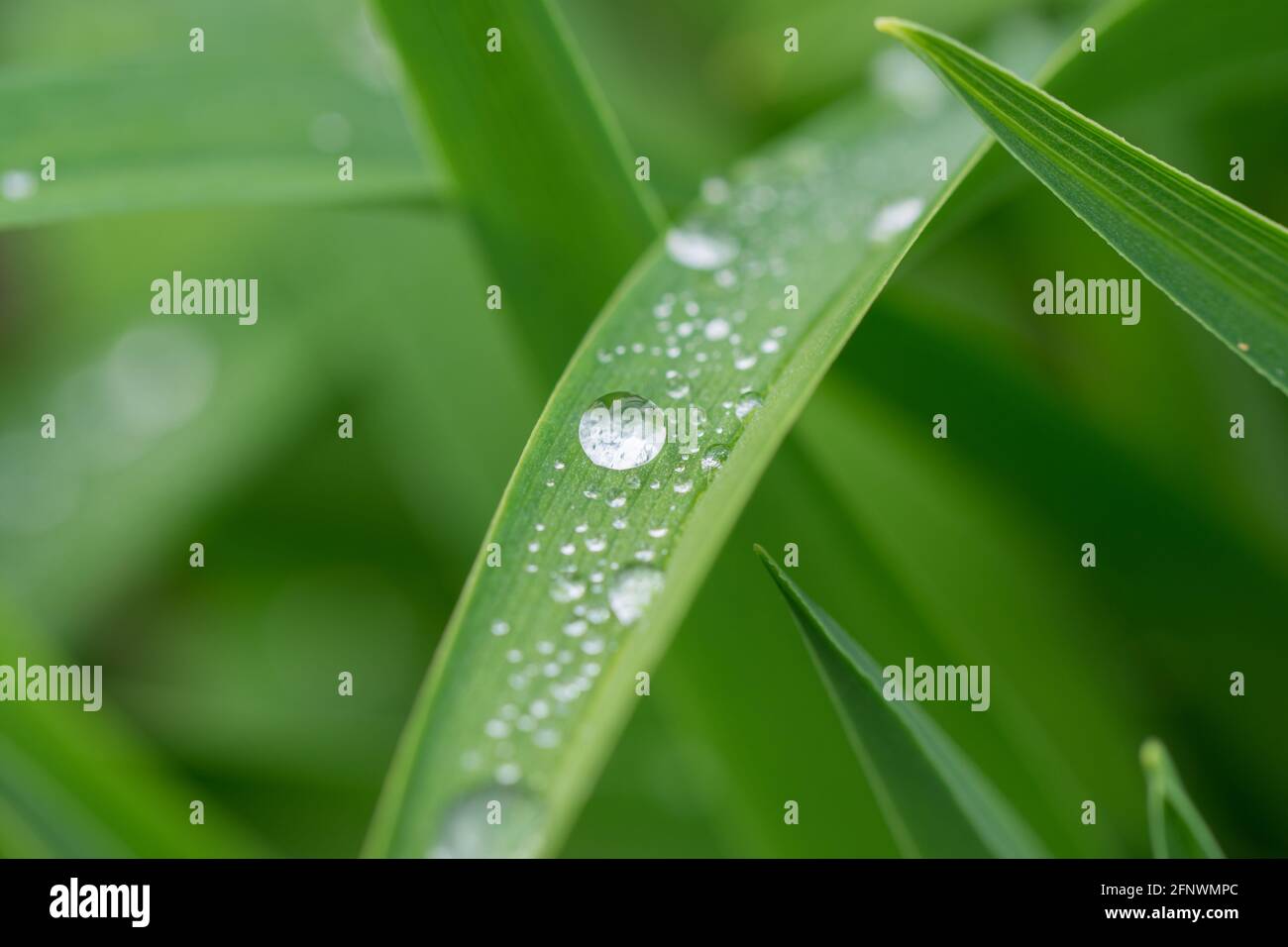 Small raindrops on green leaf in forest Stock Photo - Alamy